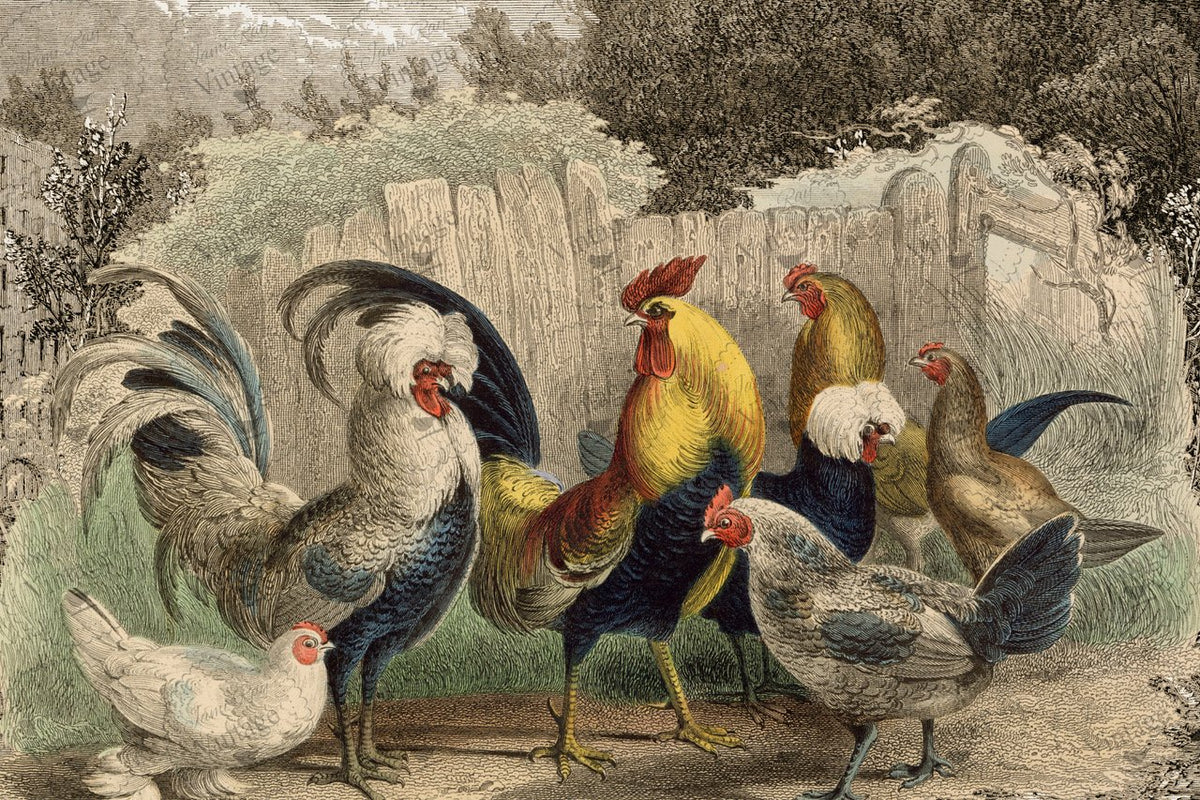 JRV Paper - Poulette, Poulet? (2 Sizes) – Harvest Hill Cottage